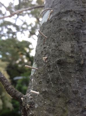 Young Red Oak Tree