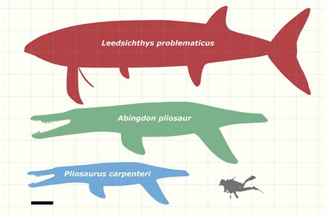 Leedsichthys Comparison