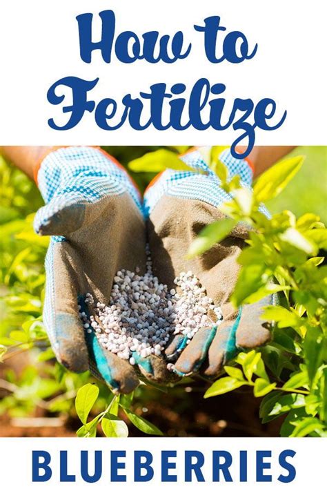 A Tasty Task Fertilizing Blueberries And Blackberries Artofit
