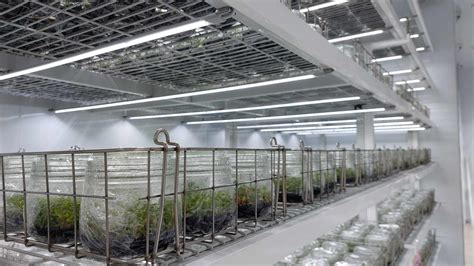 Micropropagation C Led