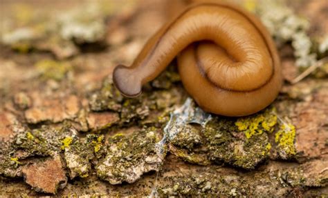 Hammerhead Flatworm Invades Ontario Gardens Forests Entomologist