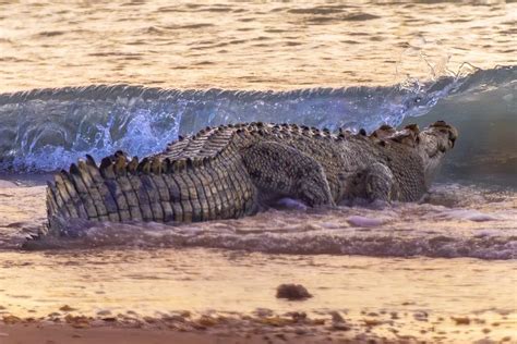 Rare Footage Captures Timid Predator In Incredible Scene Off Aussie