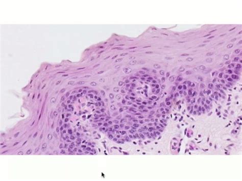 Tissues Under Microscope Flashcards Quizlet