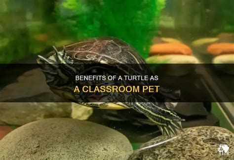 Benefits Of A Turtle As A Classroom Pet Petshun