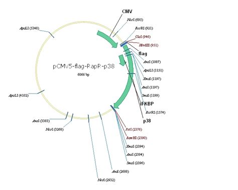 Addgene Pcmv5 Flag Rapr P38