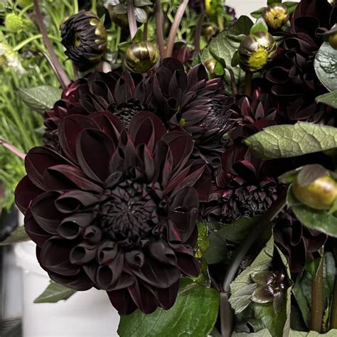 Black Dahlia Plant