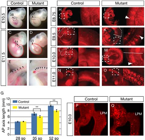 Figure 1 From The Microrna Processing Enzyme Dicer Is Dispensable For Somite Segmentation But