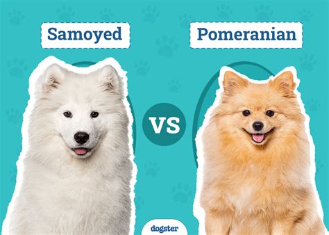 Samoyed Pomeranian Mix Name