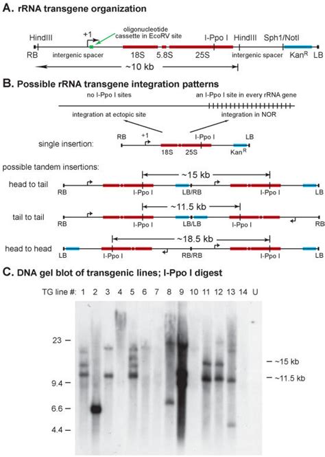 A Map Of The T Dna Construct Used To Generate Transgenic Plants Rb Download Scientific