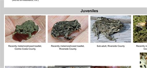 Would I Regret Releasing These Toadlets In My Backyard Rtoads