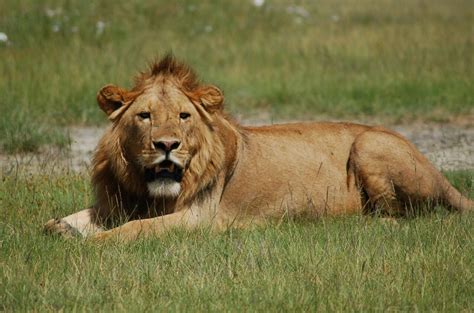 East African Lion Encyclopedia Mdpi