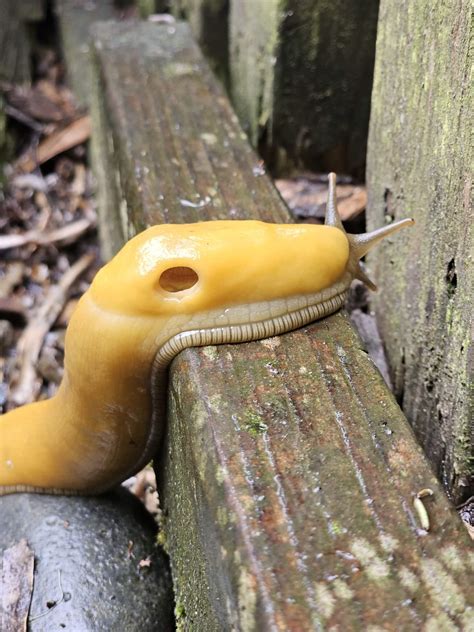 30 Animals In The Temperate Rainforest With Pictures