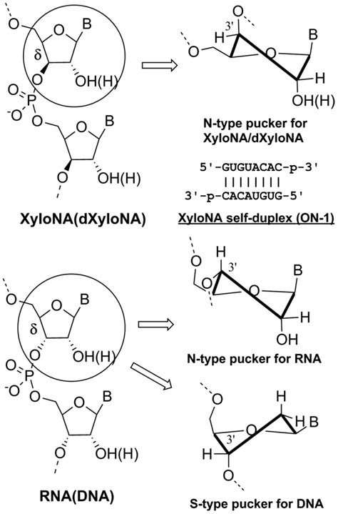 Chemical Structure Of The Sugar Phosphate Backbone In Xylona Dxylona
