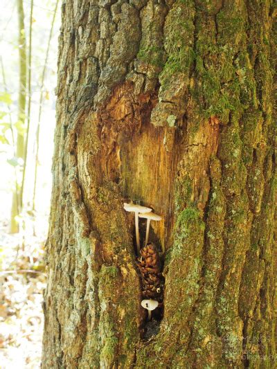 Tree Heart With Mushrooms Tumbex