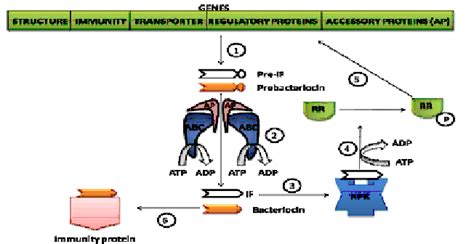 A Schematic Diagram Of The Biosynthesis Of Class Ii Bacteriocins 1 Download Scientific A Schematic Diagram Of The Biosynthesis Of Class Ii Bacteriocins 1 Download Scientific