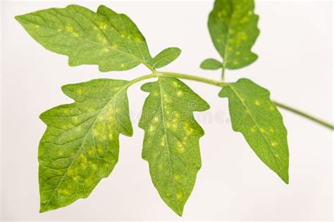 Yellow And White Spots On Tomato Leaves Plant Diseases During The