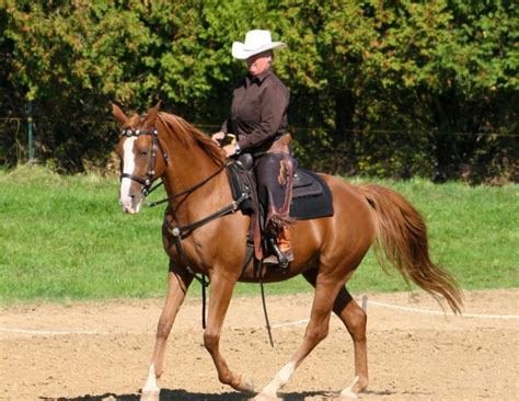 Western Dressage Horse Journals