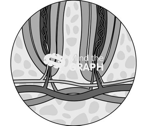 Tooth Structure Zoom