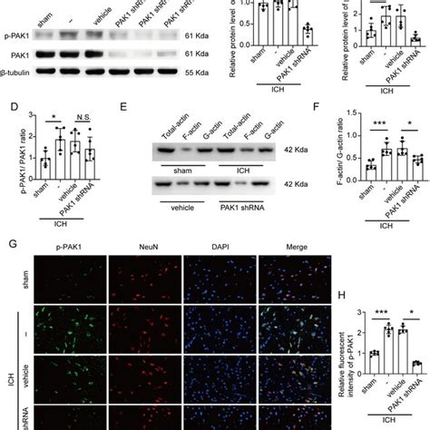 Ich Model And Experimental Design A Representative Representation Of