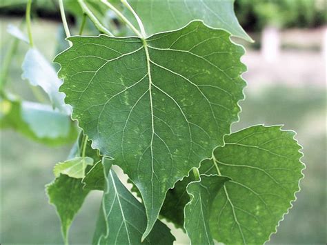 Eastern Cottonwood Natural Resources