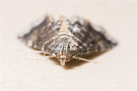 Premium Photo Close Up Of Moth On Beige Surface