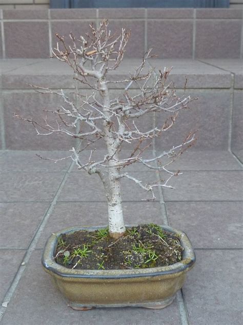 Yahooオークション 盆栽 ケヤキ 欅