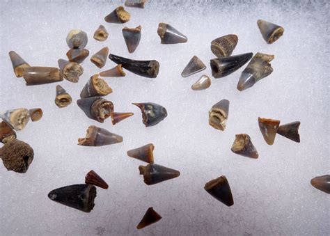 Large Group Of Cretaceous Champsosaurus Teeth From Hell Creek Dtx51