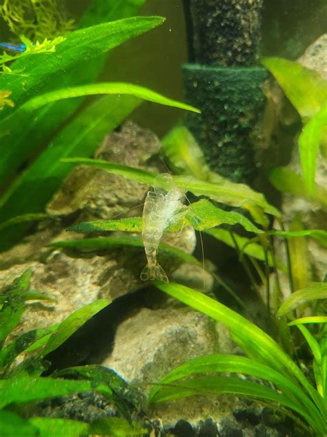 Amano Shrimp Picked A Great Place To Molt R Plantedtank