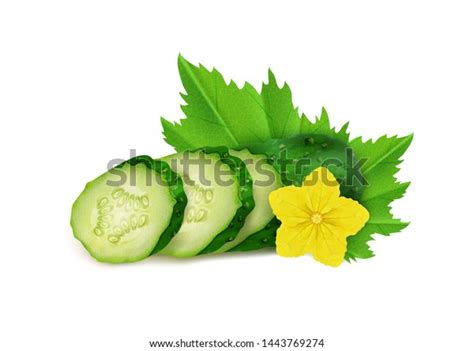 Cucumber Pollination Over 4 Royalty Free Licensable Stock Vectors