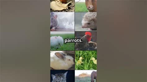 7 Classifications Of Animals Explained Facts Fascinatingwildlife