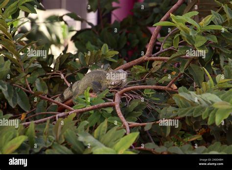 Green Iguana Iguana Iguana In A Tree On Bonaire Island Caribbean