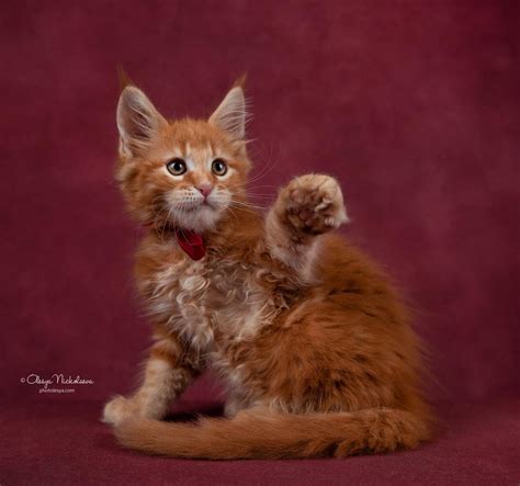 кошки / выставки cats / shows
