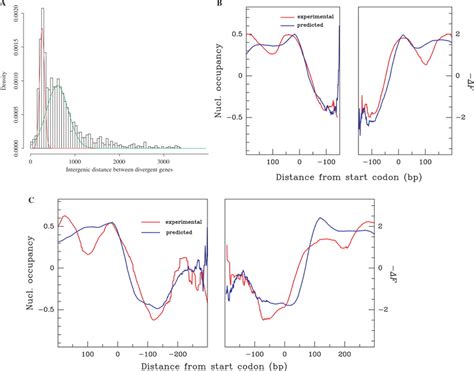 Nucleosome Occupancy In Promoter Regions Of Adjacent Diverging Genes In