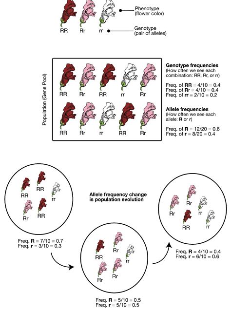 42 Population Genetics Social Sci Libretexts
