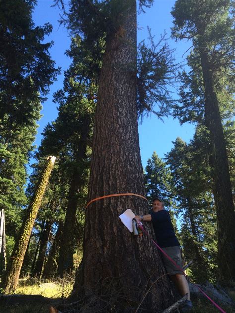 Forest Service Proceeds With Logging Old Growth Fir Forest Around