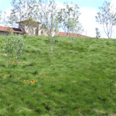 California Native Grasses For Lawns See How 3 California Gardens Hit