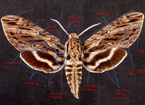 Moth Proboscis Anatomy