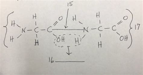 Dipeptide Diagram Quizlet