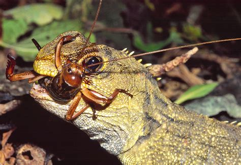 Tuatara Sphenodon Punctatus Photos