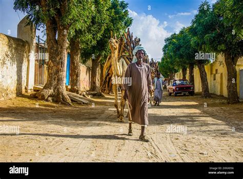 Camel Caravan Walking With Firewood Through Keren Eritrea Africa