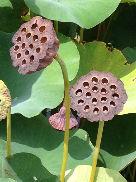 Purple Lotus Flowers With Holes In The Center