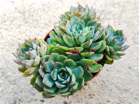 Echeveria Ben Badis Un Erizo En Mi Jardín