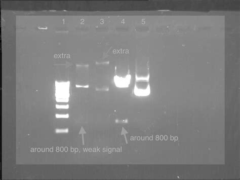 Questions With Answers In RESTRICTION ENZYME Science Topic