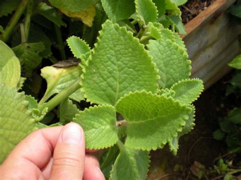 Close Up View Of Dominican Go Dité Plectranthus Coleus Amboinicus