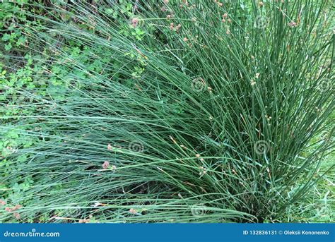 Huge Bush Of Grass Green Grass Dense Vegetation Stock Image Image