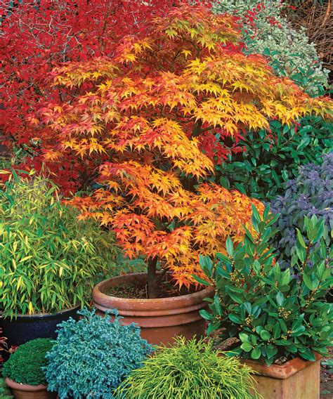 Compact Shrubs That Provide Color Interest And Excitement To The