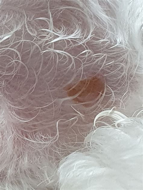 강아지 생식기 아래쪽엉덩이에 상처 났어요 지식in