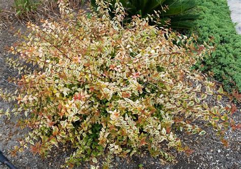 Kaleidoscope Abelia Size At William Gainey Blog