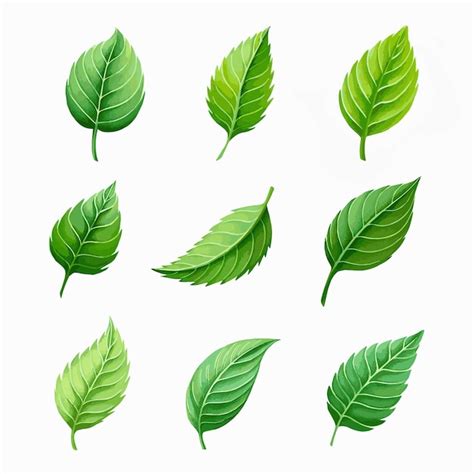 Premium Vector A Collection Of Green Leaves With The Words Quot Leaf