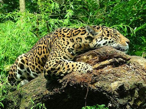 What Do Jaguars Eat Jaguars Diet By Types Biology Explorer